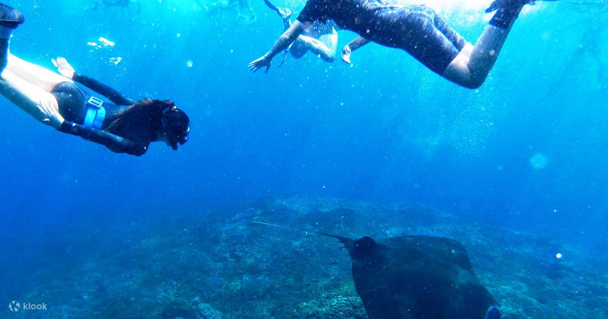 Незабываемый снорклинг на мысе Нуса Пенида Манта с 5-звездочным дайв-центром PADI - Klook Россия